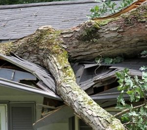 Tree Removal – Tree Pruning – Stump Removal - Simpsons Tree Service