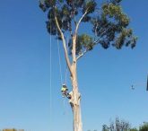 Tree Removal – Tree Pruning – Stump Removal - Simpsons Tree Service