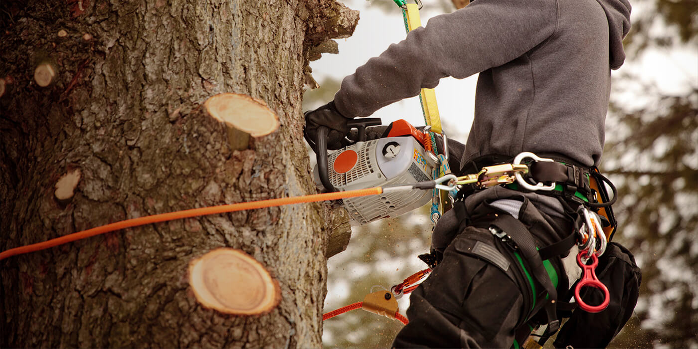 When is the best time to prune trees in Melbourne? - Simpsons Tree Service