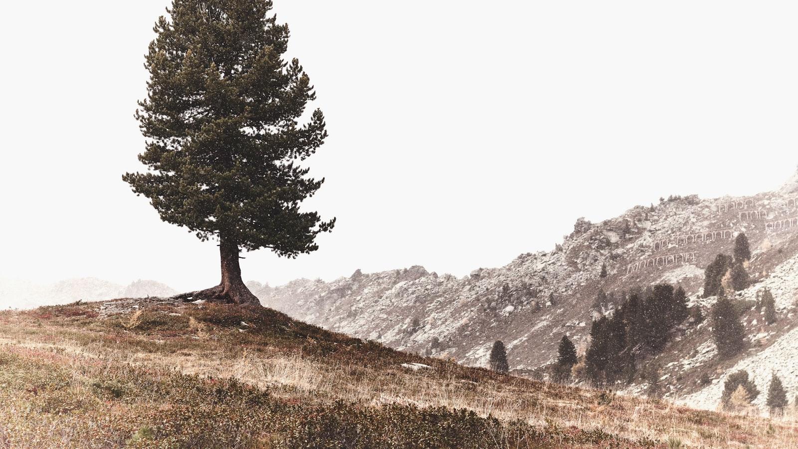 The Importance of Tree Preservation Laws – Simpsons Tree Service