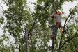 Arborist Reports: When and Why You Need Them – Simpsons Tree Service
