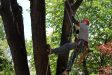 Utilizing Arborist Reports for Tree Risk Assessment - Simpsons Tree Service