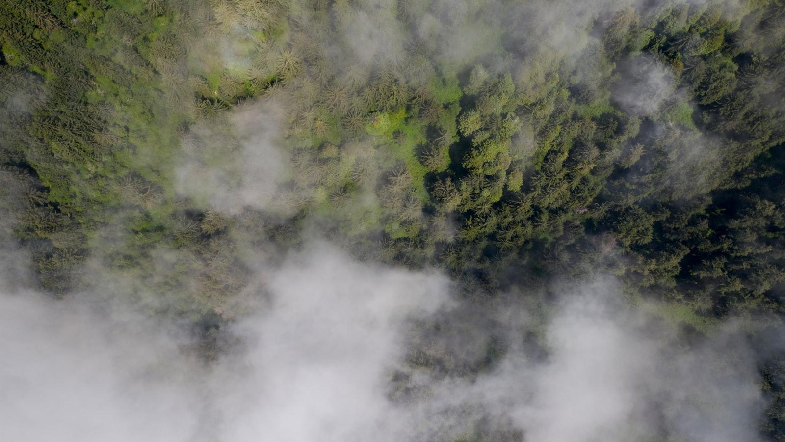 The Importance Of Old Growth Forests Simpsons Tree Service