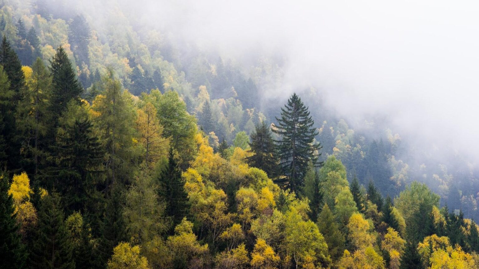 The Importance of Trees in Urban Planning - Simpsons Tree Service