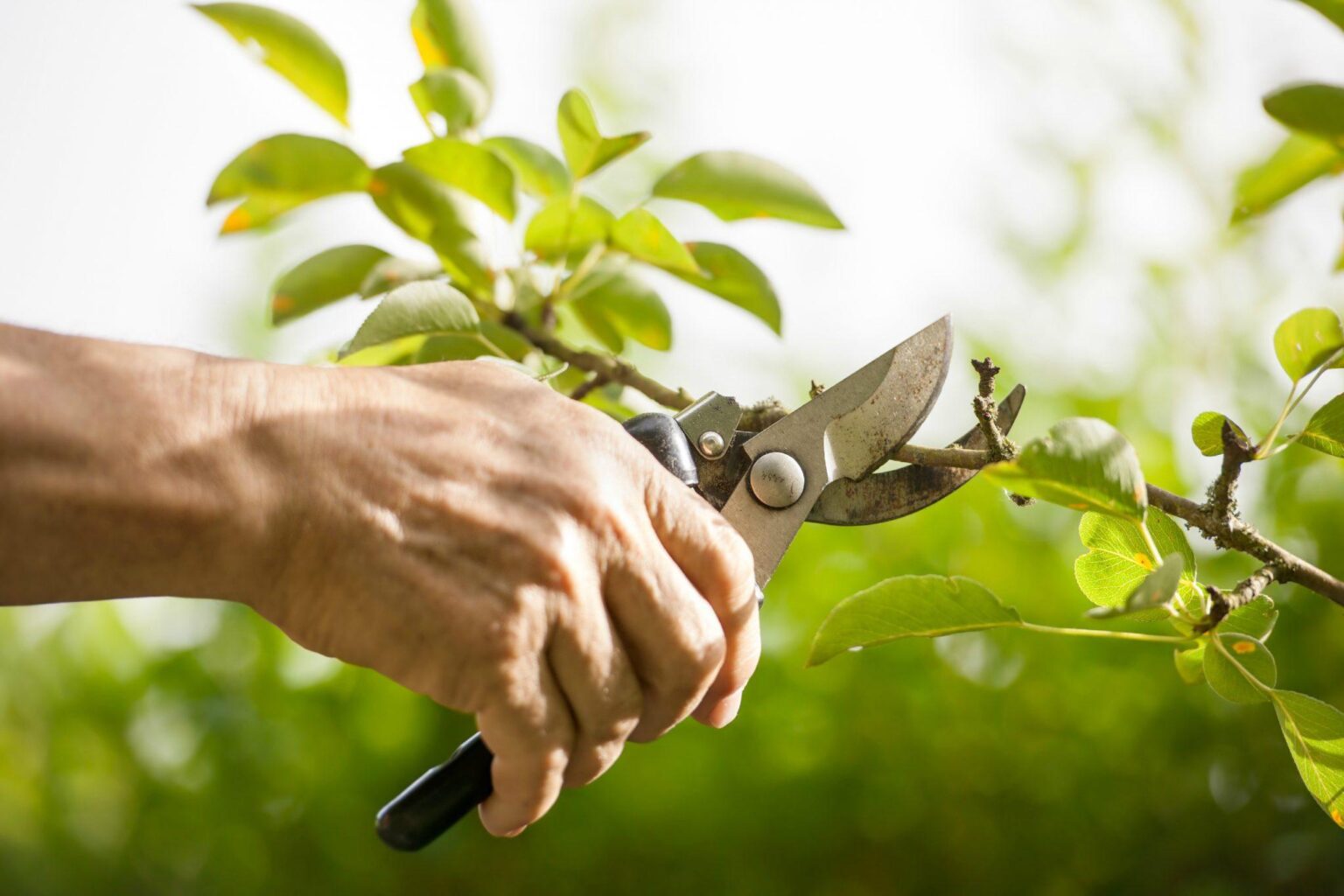 Pruning for Tree Structure and Stability - Simpsons Tree Service