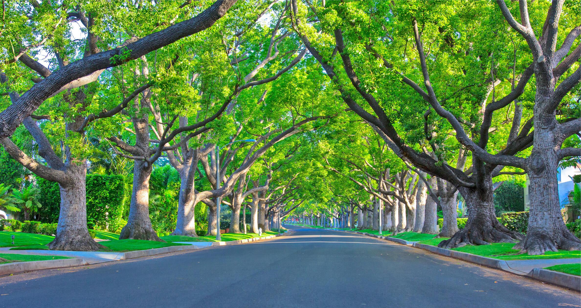 Tree Lined City Streets