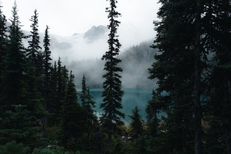 A Guide to Evergreen Trees - Simpsons Tree Service