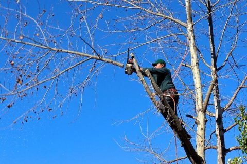 Essential Tools for Effective Tree Pruning - Simpsons Tree Service